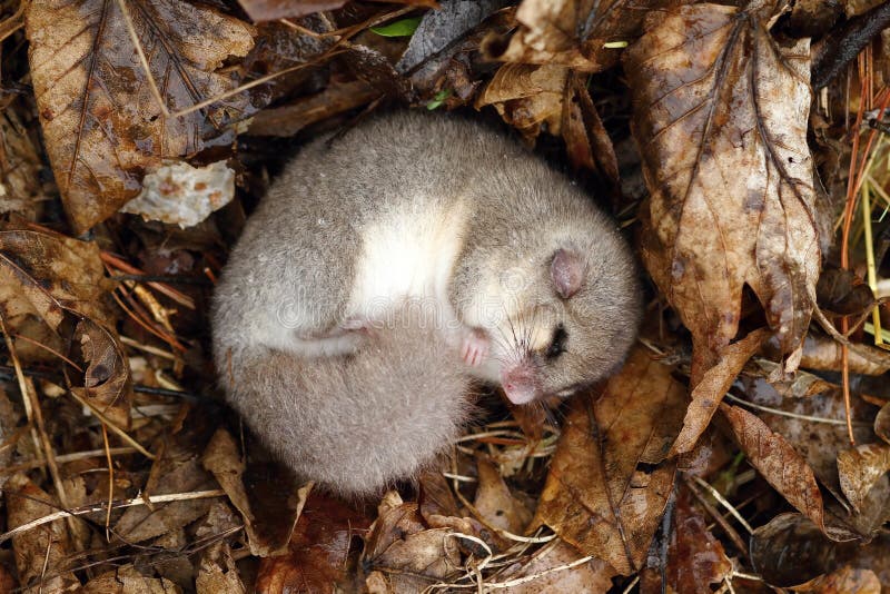 Sommeil de loir photo stock. Image du arrière, rongeur - 40645518