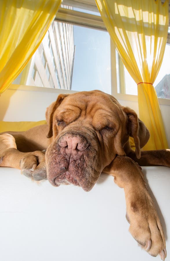 Sommeil paresseux de chien image stock. Image du endormi - 40733757