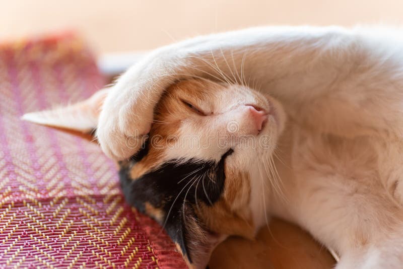 Le Chat Mignon Dort Sur Le Tapis Photo stock - Image du orange, détente ...