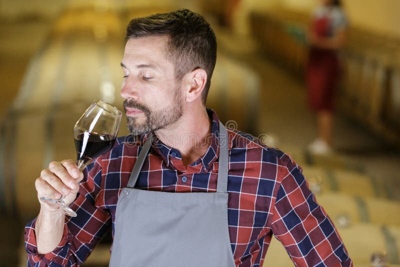 Sommelier in Cellar Smelling Wine Stock Photo - Image of beard ...