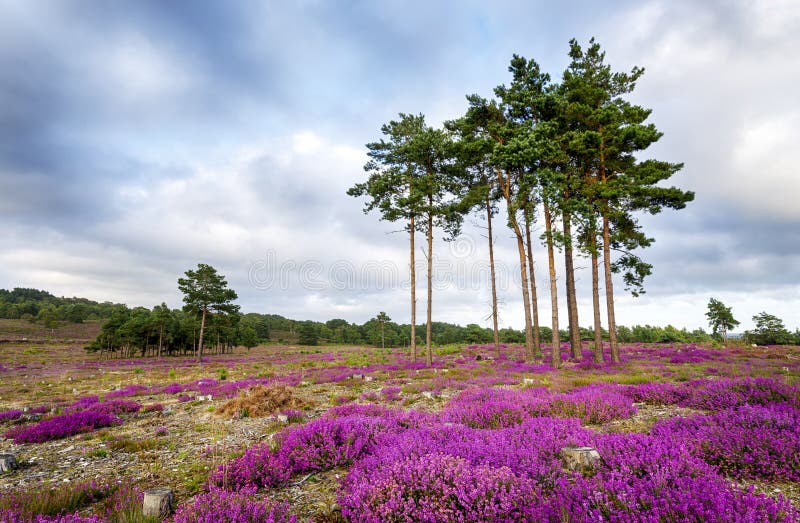 Sommer-Heide und Kiefer stockbild. Bild von blau, königreich - 34658091