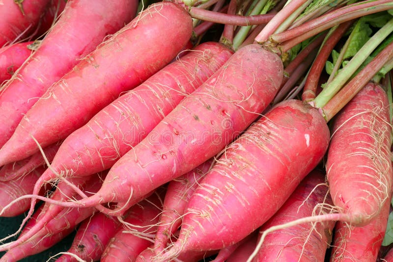 Roter Rettich stockfoto. Bild von grün, rettiche, ackerland - 131944972