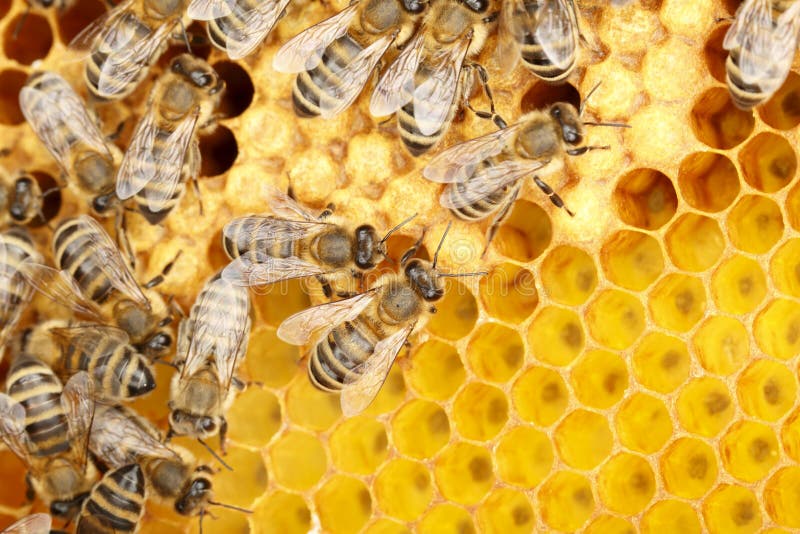 Sommige bijen team-werken stock foto. Image of bijenhouder - 142293480
