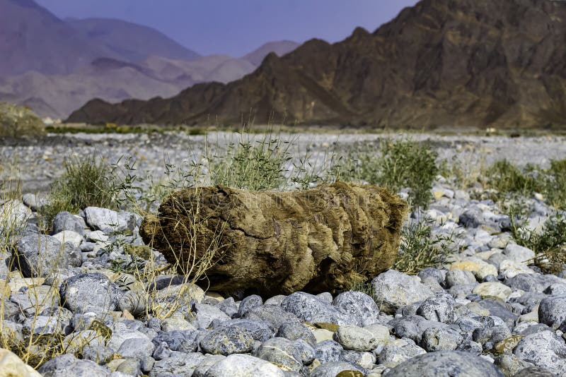 Sone of Palm Tree in the Valley Stock Image - Image of geology ...