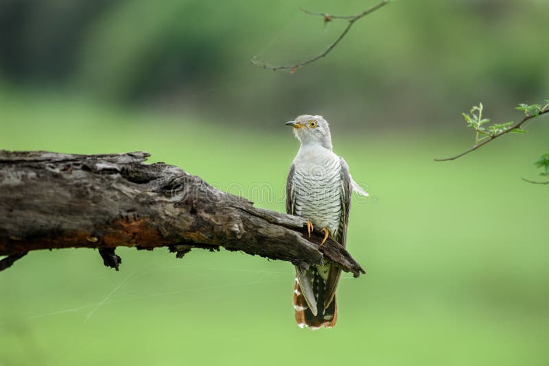 Common hawk cuckoo stock photo. Image of song, cuckoo - 113117462