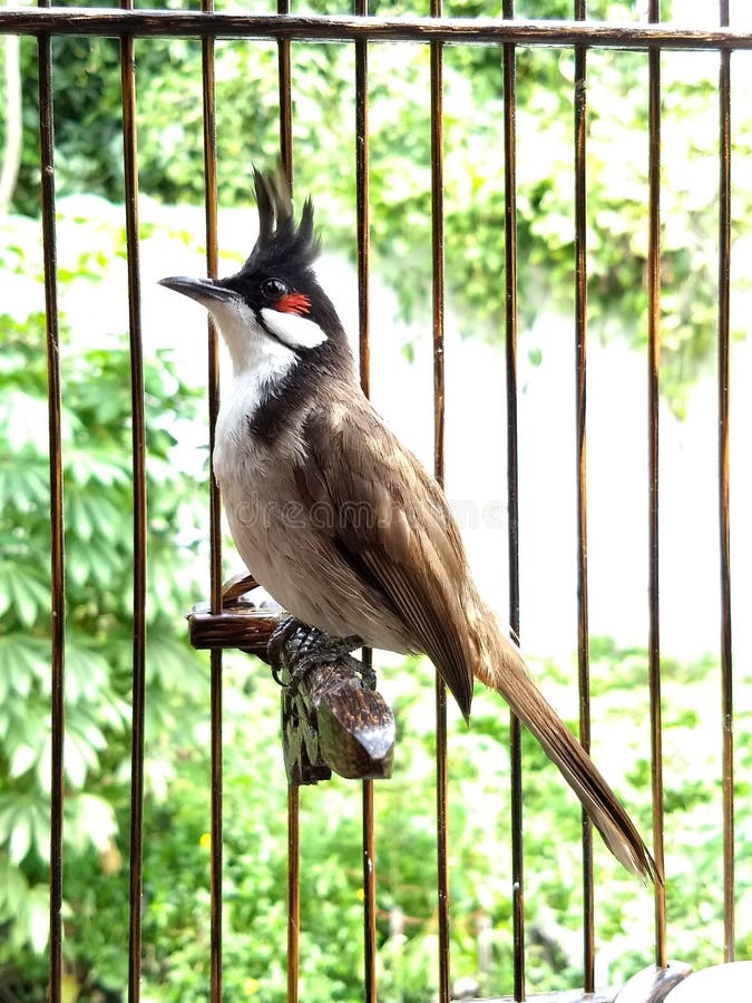 Song bird stock image. Image of life, cage, bulbul, song - 97454653