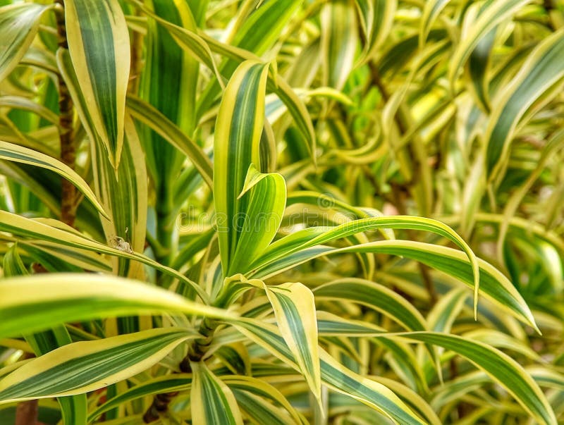 Song of India hedge plant stock image. Image of vegetation - 381158501