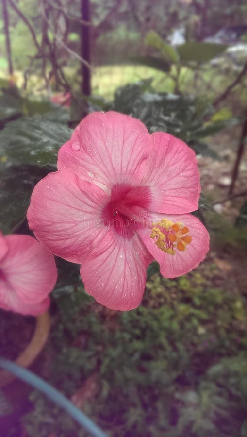 Flora stock photo. Image of micro, song, flower, nature - 123696906