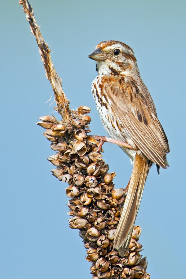 Song Sparrow stock photo. Image of avian, sparrow, bird - 25351562