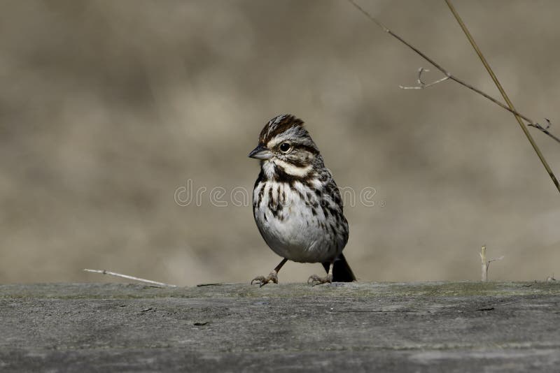 Song Sparrow Bird Perched on a Fallen Tree Stock Photo - Image of ...