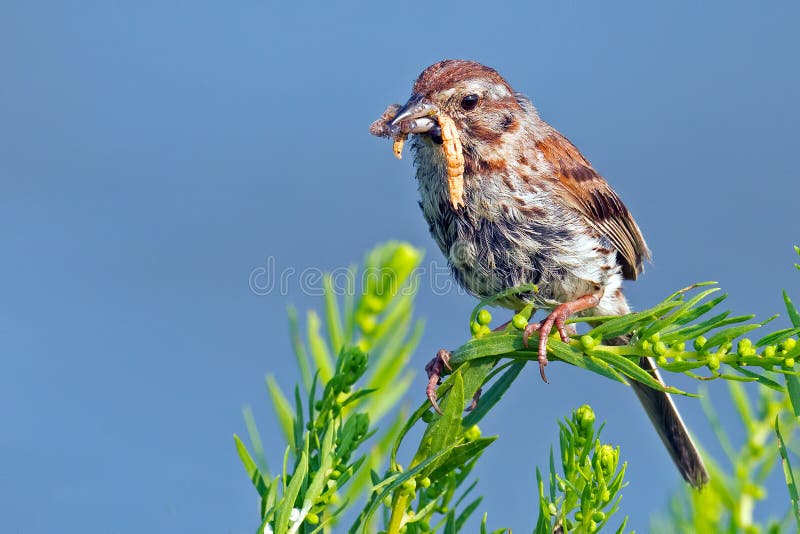 Song Sparrow stock photo. Image of sing, sparrow, songbird - 32389984