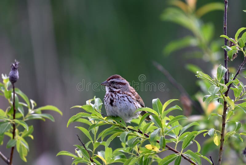 Song Sparrow Perched in the Bushes on a Spring Morning Stock Photo ...