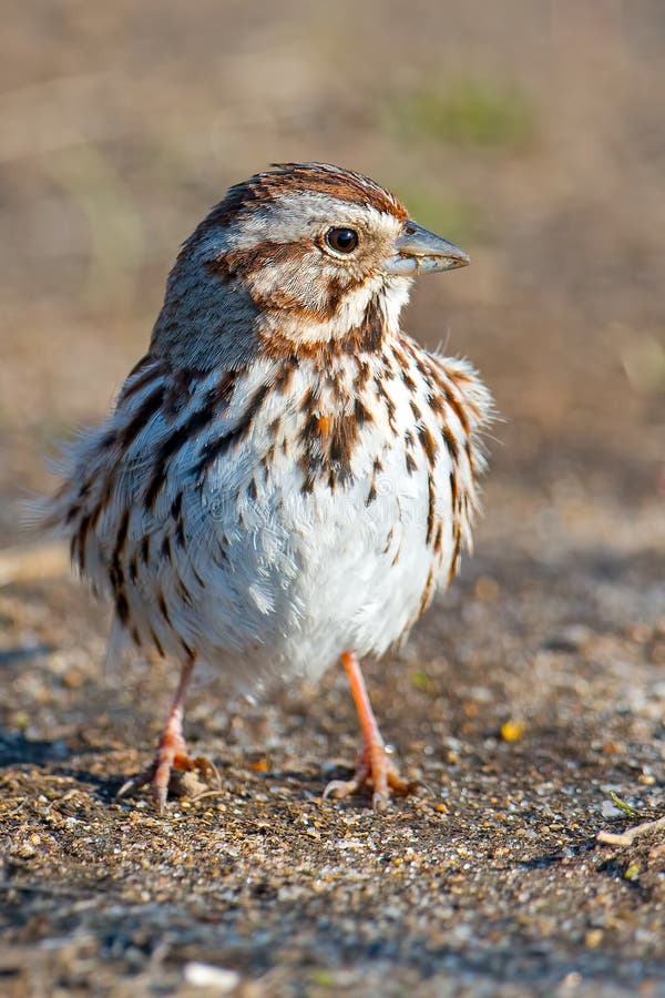 Song Sparrow stock photo. Image of avian, sparrow, bird - 25351562