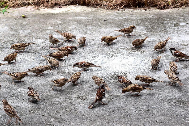 A Flock of Sparrows Having Breakfast. Stock Photo - Image of flight ...