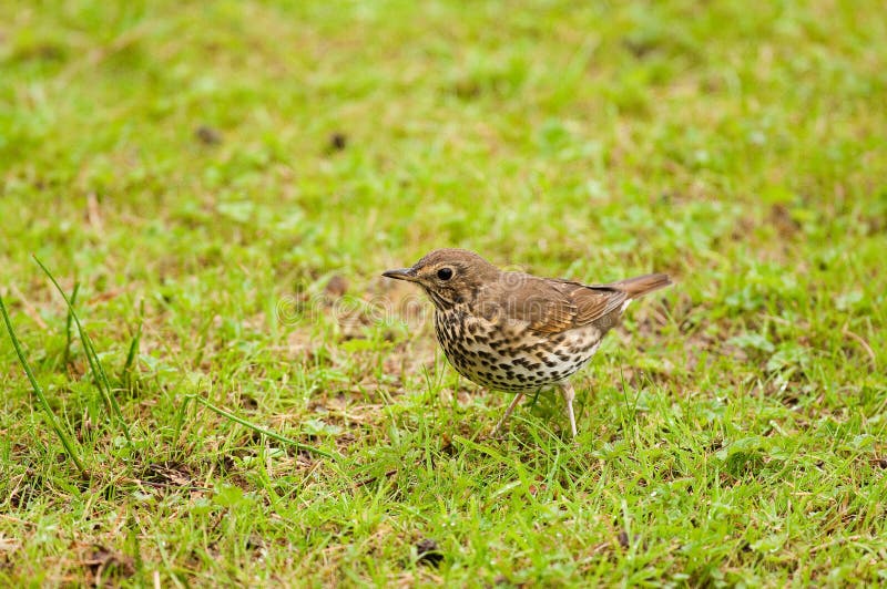 Song Thrush stock photo. Image of english, british, common - 11361838