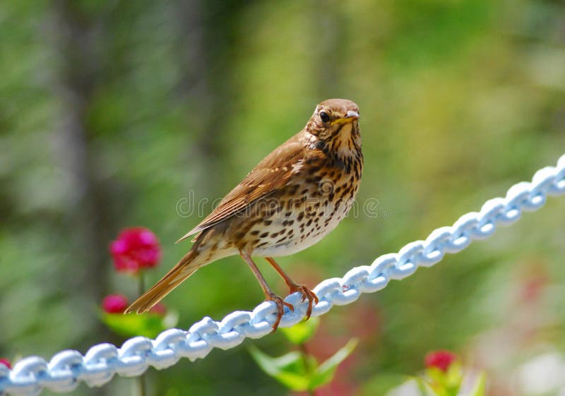 Song-thrush nestlings stock photo. Image of reserve, flight - 1734936