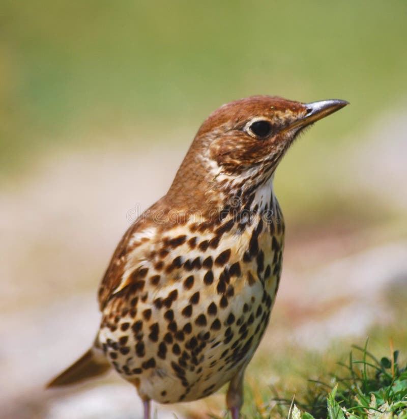 Song Thrush stock photo. Image of flight, thrush, song - 9540722