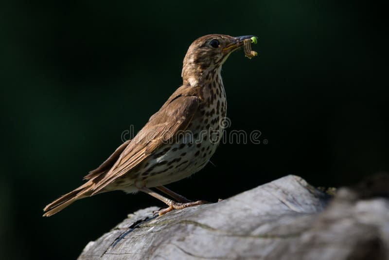 Song Thrush with Food in Beak Stock Photo - Image of feed, bill: 91275150