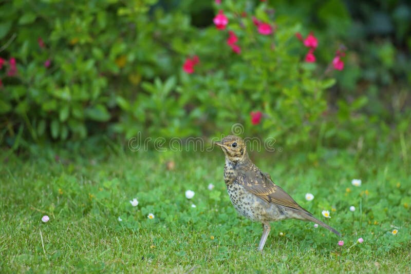 638 Flower Thrush Stock Photos - Free & Royalty-Free Stock Photos from ...