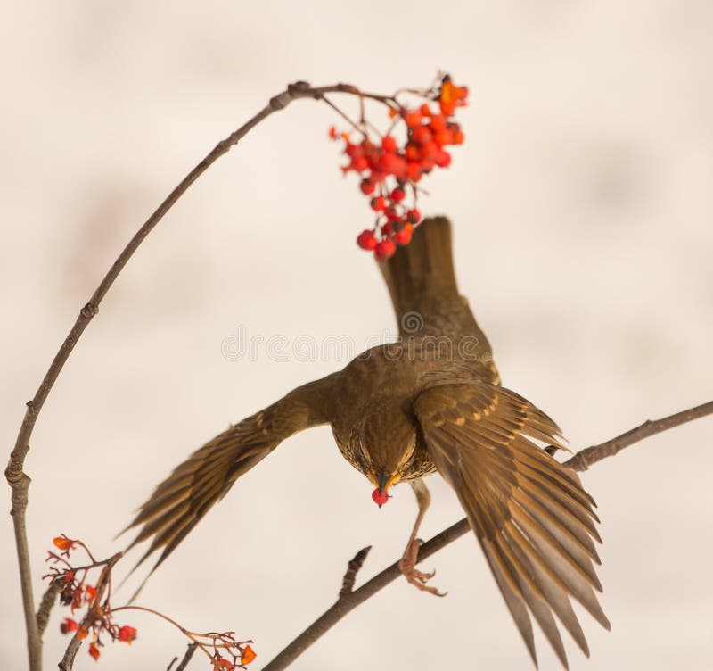 Song Thrush Grasping a Rowan Berry Stock Photo - Image of birds ...