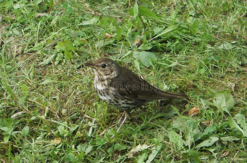 Song thrush on the grass stock photo. Image of prairie - 265119144