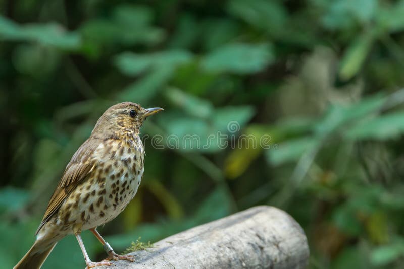 Song thrush stock photo. Image of singing, feed, friendly - 58253910