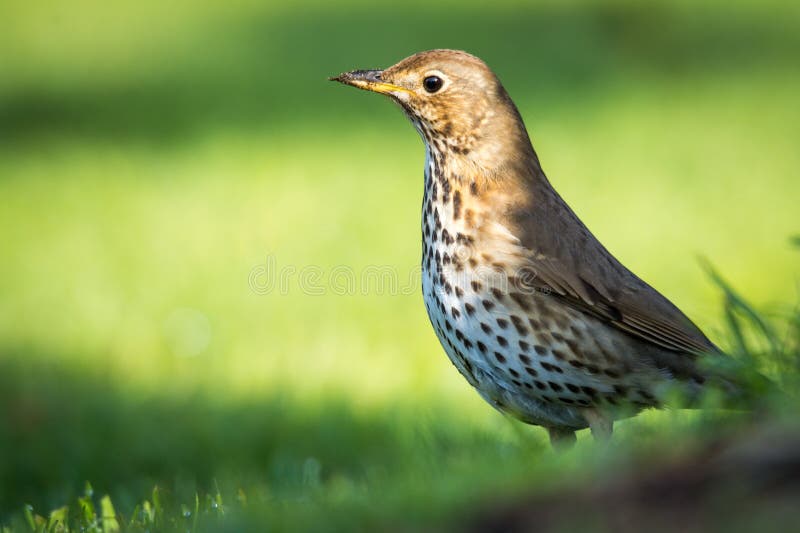 Song thrush stock photo. Image of robin, fauna, outdoor - 337750226