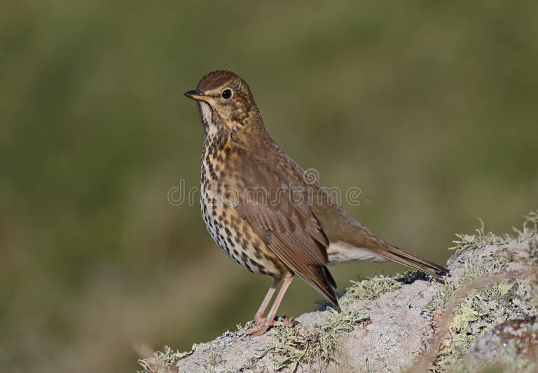 Song Thrush stock image. Image of flight, feathers, british - 83364185