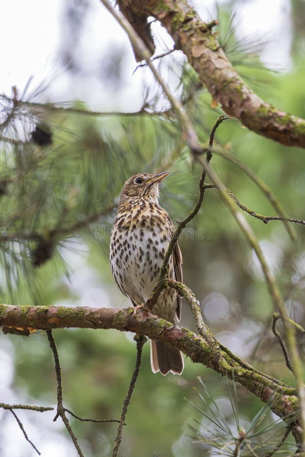 Song thrush in tree stock photo. Image of plumage, branch - 390898068