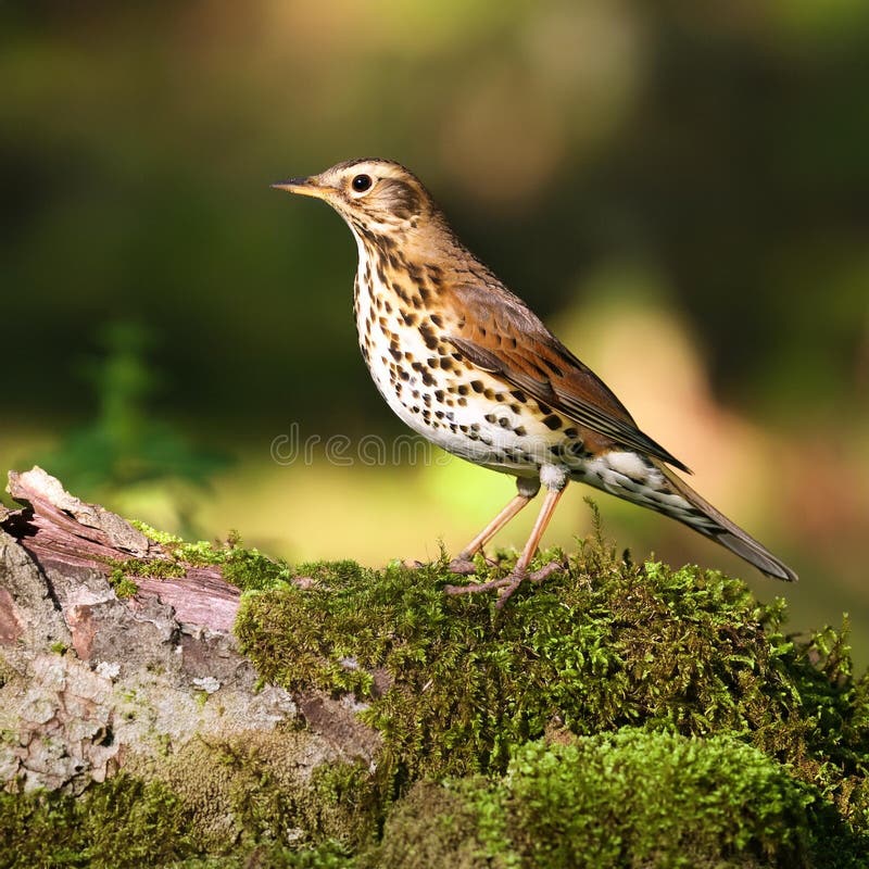 Song Thrush Stock Illustrations – 270 Song Thrush Stock Illustrations ...