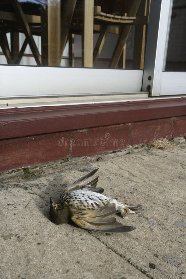 Song Thrush,Turdus Philomelos Stock Image - Image of garden, nature ...