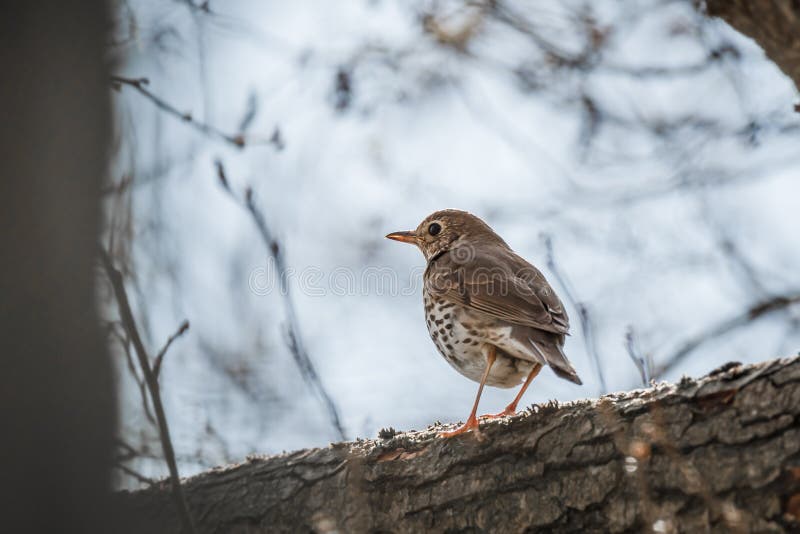Song Thrush - Turdus Philomelos - a Medium-sized Bird with a Spotted ...