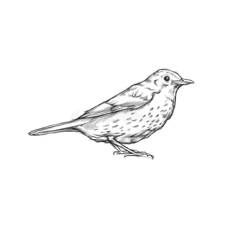 Song Thrush Stock Illustrations – 175 Song Thrush Stock Illustrations ...