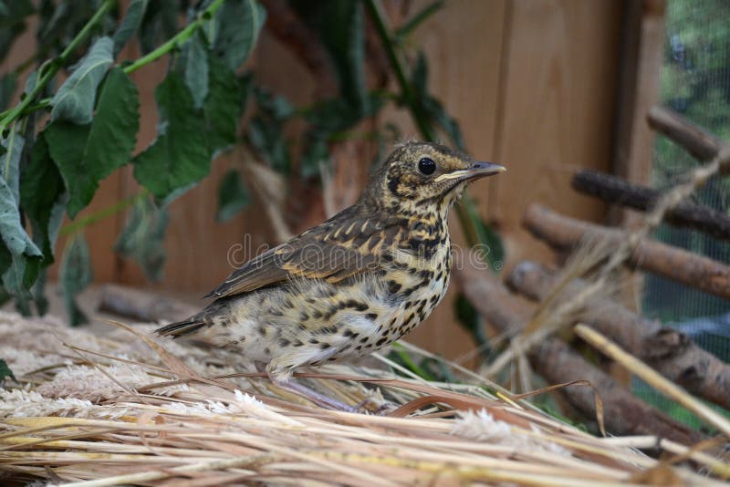 Song thrush stock image. Image of wildlife, brancher - 57578677