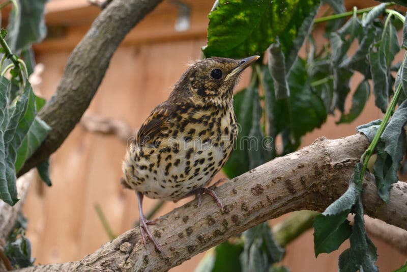 Song thrush stock image. Image of wildlife, brancher - 57578677