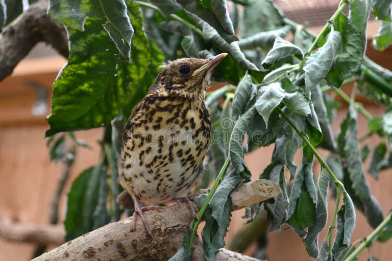 Song thrush stock image. Image of fauna, beak, young - 57576567