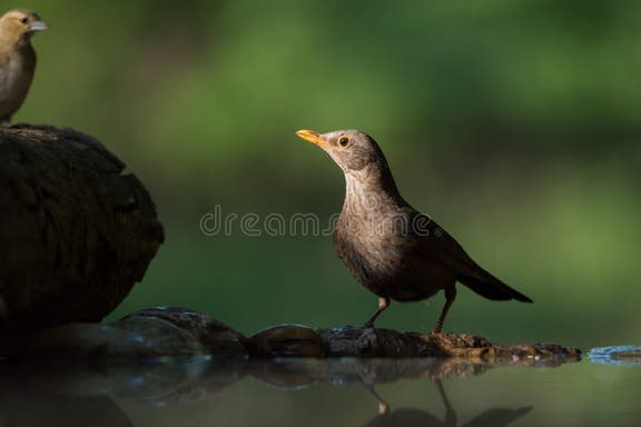Song Trush stock image. Image of song, trush, bathing - 67523483
