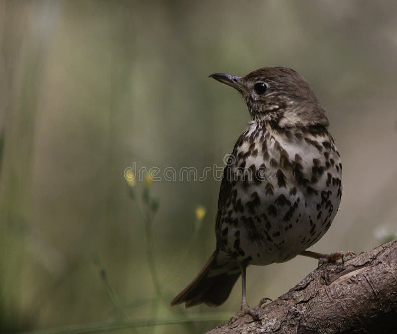 Song trush stock photo. Image of shorebird, nature, trush - 332280650