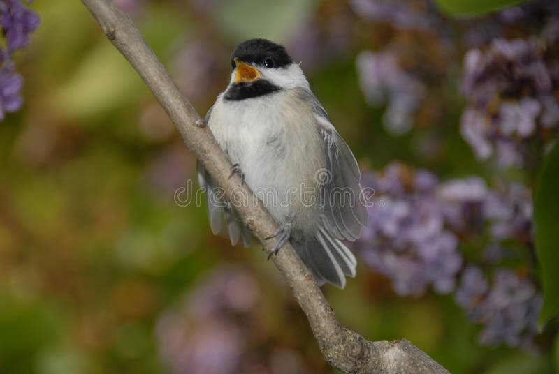 Song of victory stock image. Image of lilac, victory - 95377773