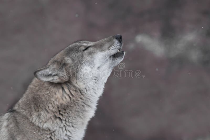 The Song of the Wolf, Beast Visualizing Its Song Stock Image - Image of ...