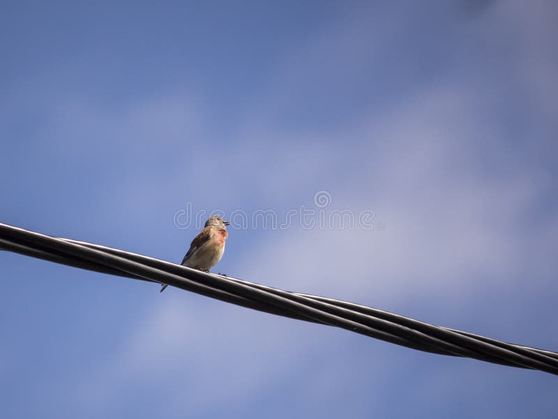 A Songbird, a Common Linnet, Sits on a Wire Under a Blue Sky Stock ...