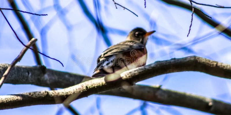 Songbird stock photo. Image of tree, outdoors, songbird - 175116788