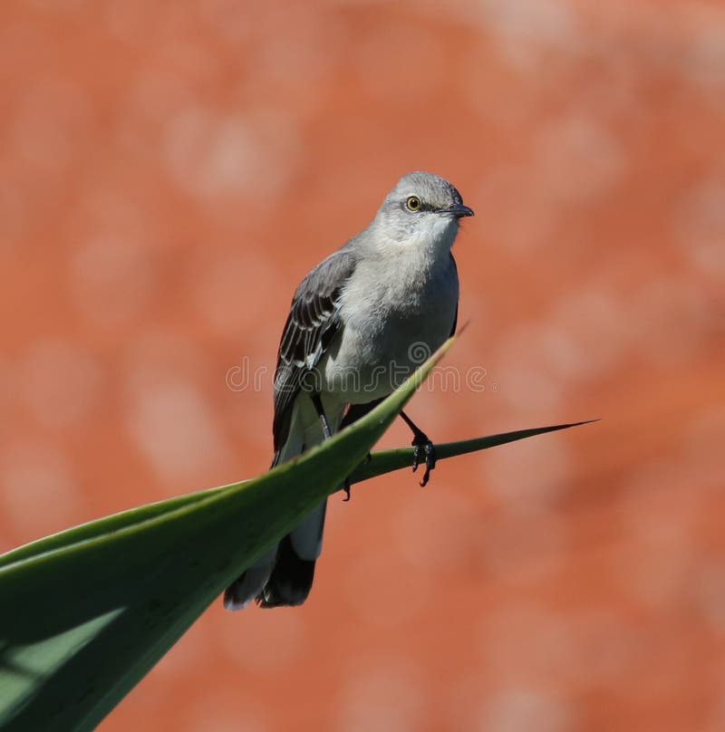 Northern Mockingbird stock photo. Image of songbird - 113321672