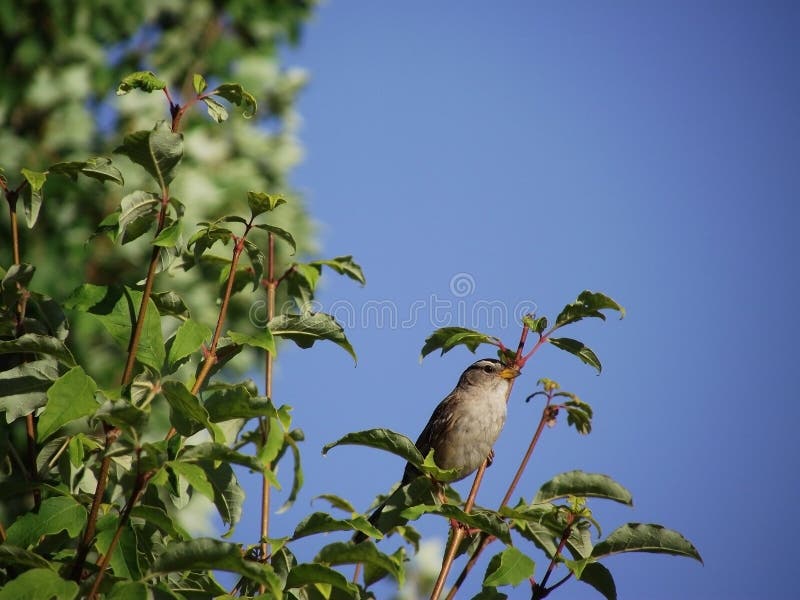 A songbird on a branch stock image. Image of feathers - 349412399