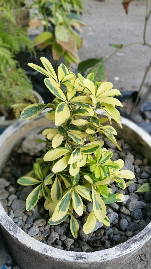 Songo Guardian Flower in Java Stock Image - Image of guardian, garden ...