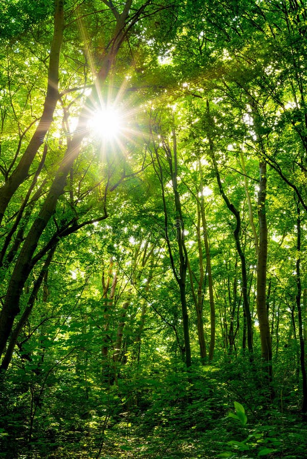 Sunlit forest stock photo. Image of vacant, flare, dense - 175280960