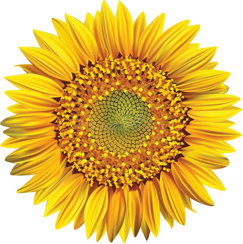 Sonnenblume Stock Illustrationen, Vektoren, & Kliparts - 118,142 Stock ...