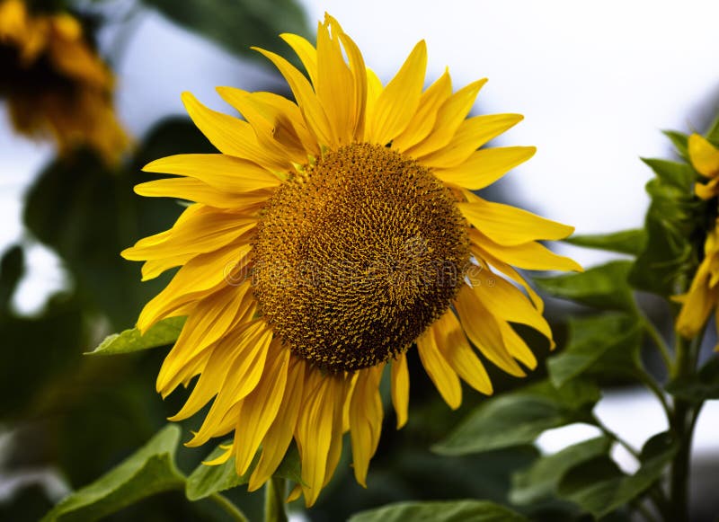 Sonnenblume groß stockfoto. Bild von schön, grün, gelb - 26758998