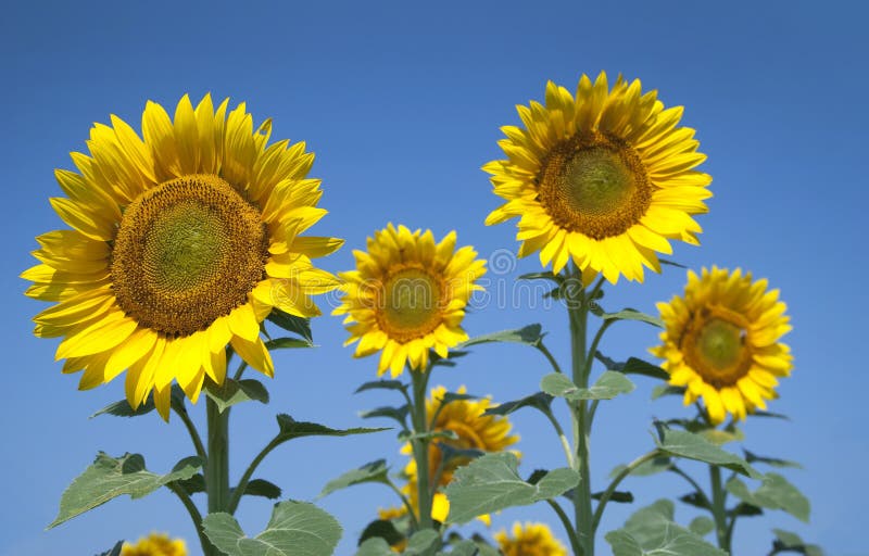 Sonnenblume Und Blauer Himmel Stockbild - Bild von bunt, gärtnern: 3328263