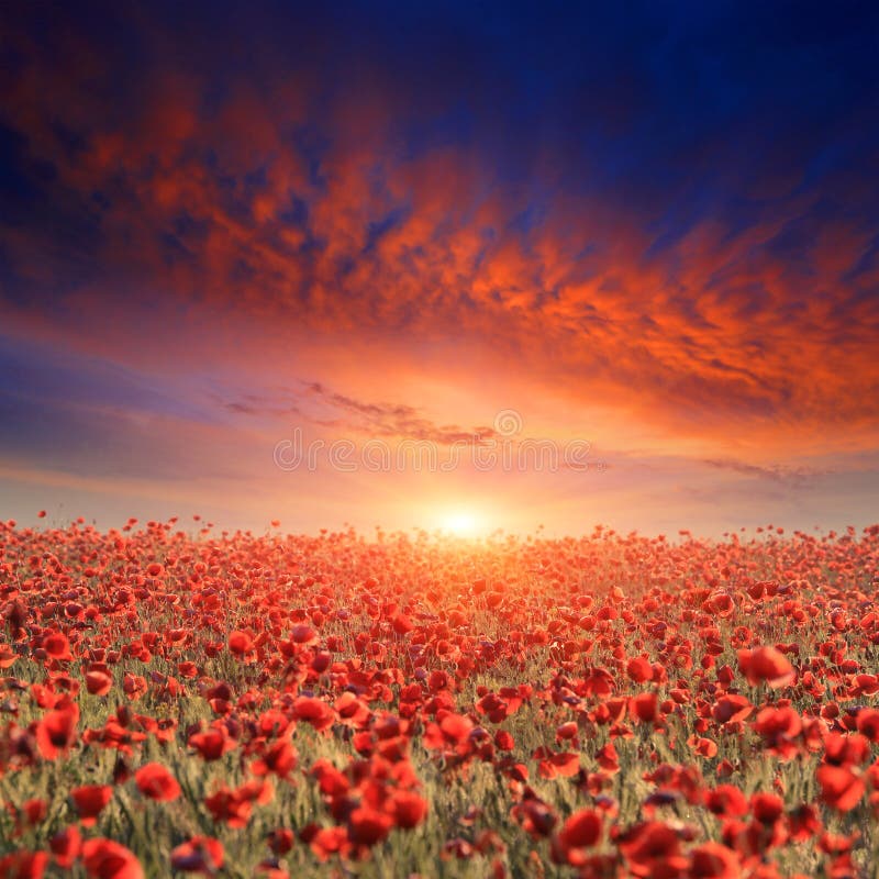 Mohnblumenfeld Auf Sonnenuntergang Stockbild - Bild von szene, sommer ...